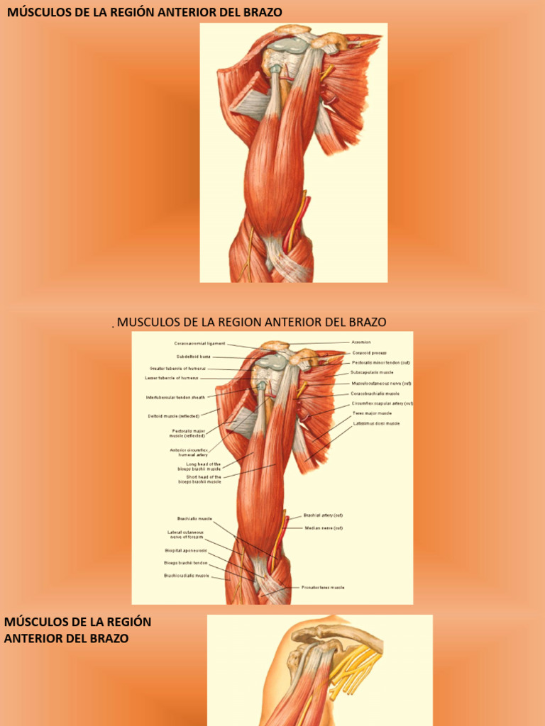 Continuaci-N 4ta. Parte | PDF