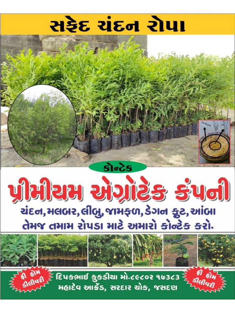 White Chandan | PDF