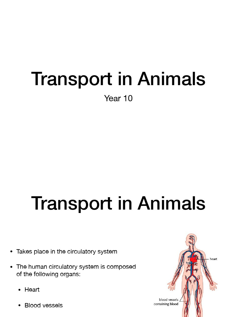 Chapter 9 - Transport in Animals | PDF | Heart | Circulatory System