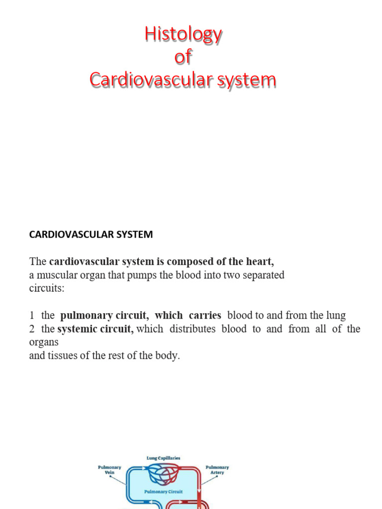 Histology of CVS - Copy (2) | PDF | Artery | Aorta