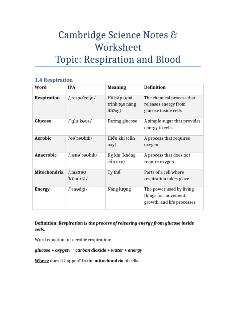 Respiration and Blood Notes Worksheet | PDF | Respiratory System | Lung