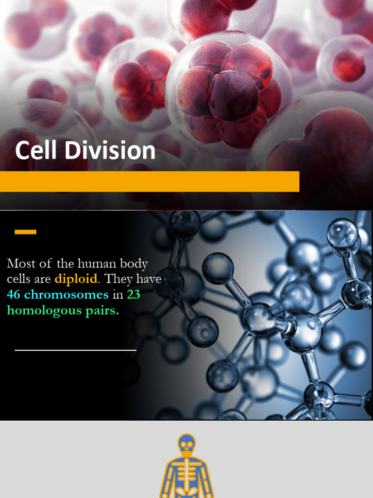 Chapter 10 Cell Division | PDF | Mitosis | Meiosis
