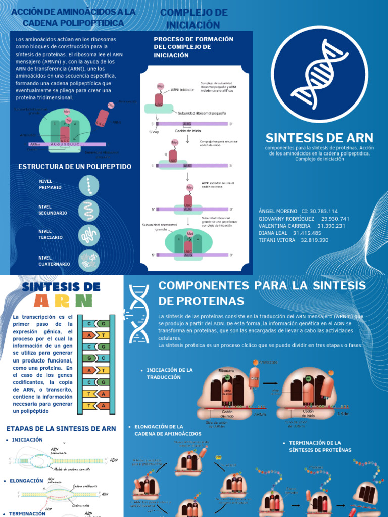 Sintesis de Arn | PDF | Rna | Proteínas