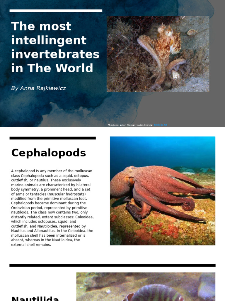 Intelligent Invertebrates: Cephalopods Explained | PDF | Octopus | Zoology