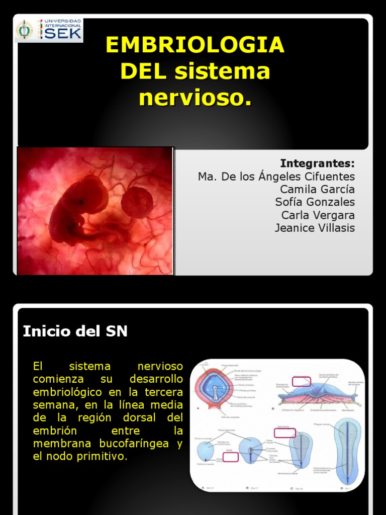 EMBRIOLOGIA DEL Sistema Nervioso | PDF | Médula espinal | Fluido ...