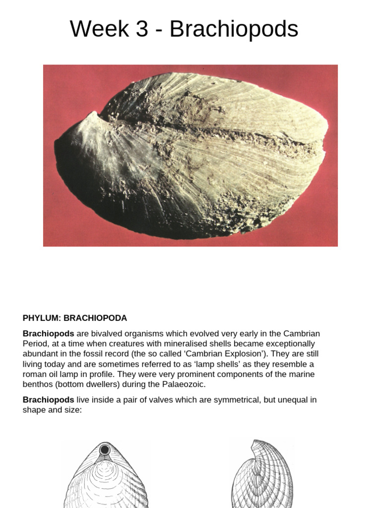 Brachiopods: Evolution and Morphology | PDF | Animal Phyla | Paleozoic ...