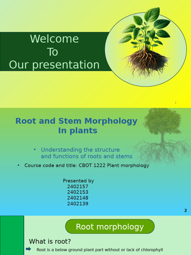 Crop Botany Presentation | PDF | Root | Plant Stem