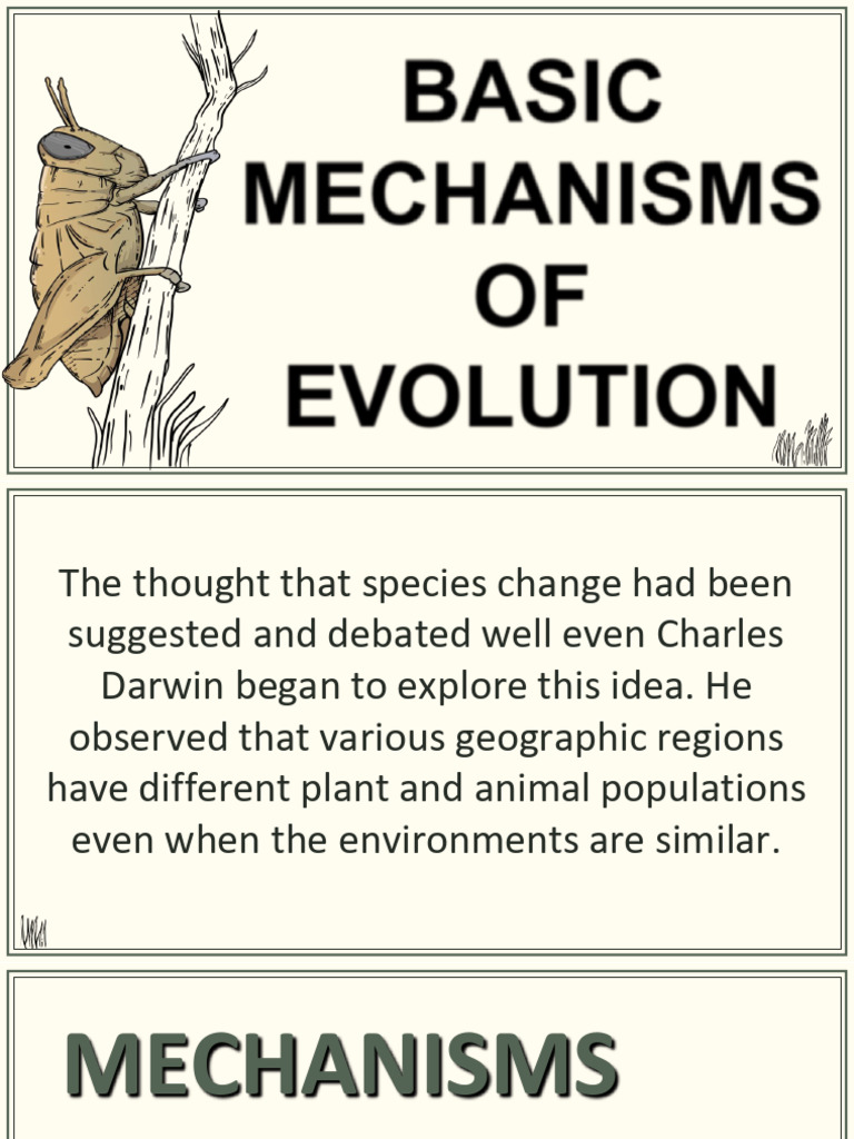 Mechanisms of Evolution Explained | PDF | Mutation | Evolution