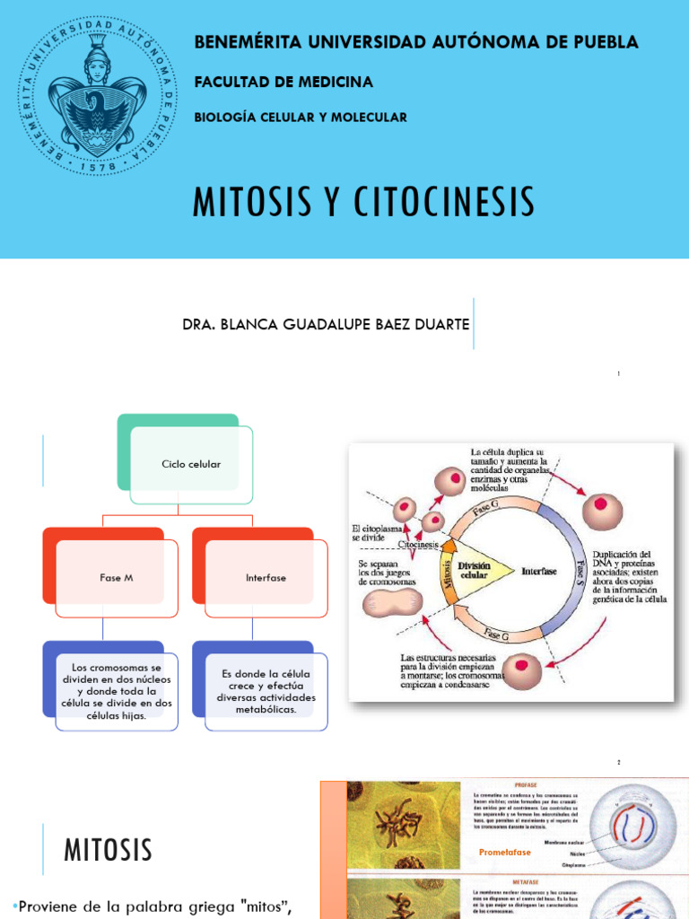 Mitosis y Citocinesis | PDF | Mitosis | Cromosoma
