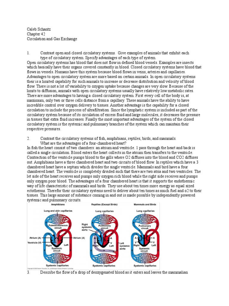 Chapter 42 Reading Guide | PDF | Circulatory System | Heart Valve
