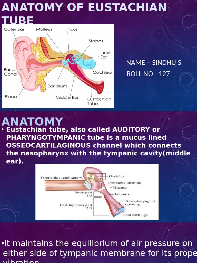 Eustachian Tube Anatomy Overview | PDF | Primate Anatomy | Human Anatomy