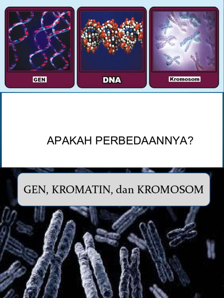 Gen Dan Kromosom Maulana | PDF