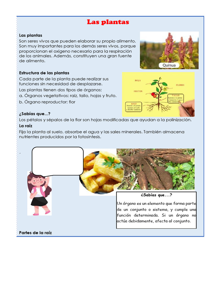 Estructura y funciones de las plantas | PDF | Raíz | Tallo de la planta