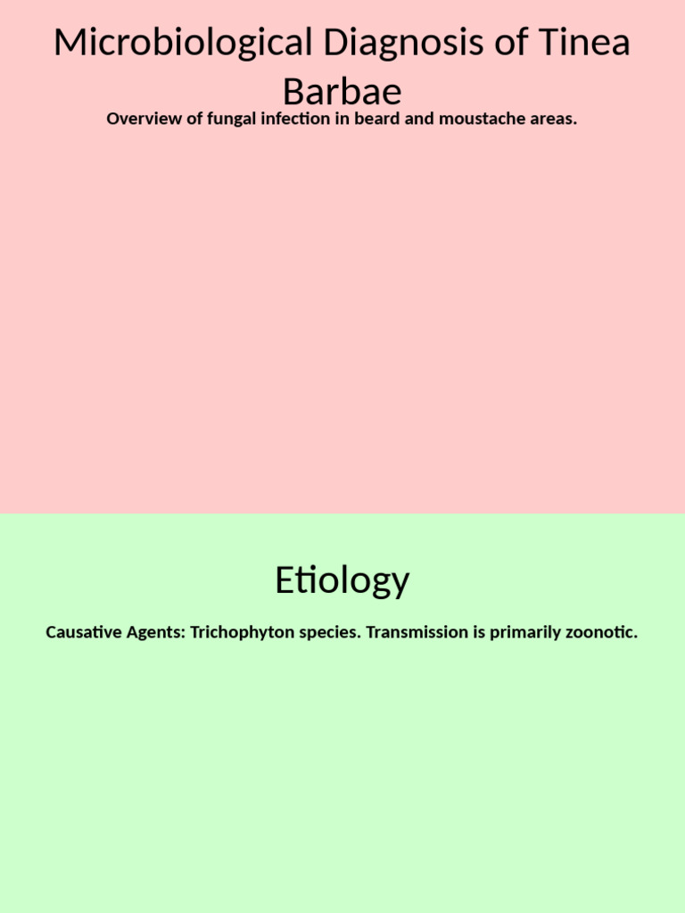 Tinea Barbea Colorful Theme | PDF