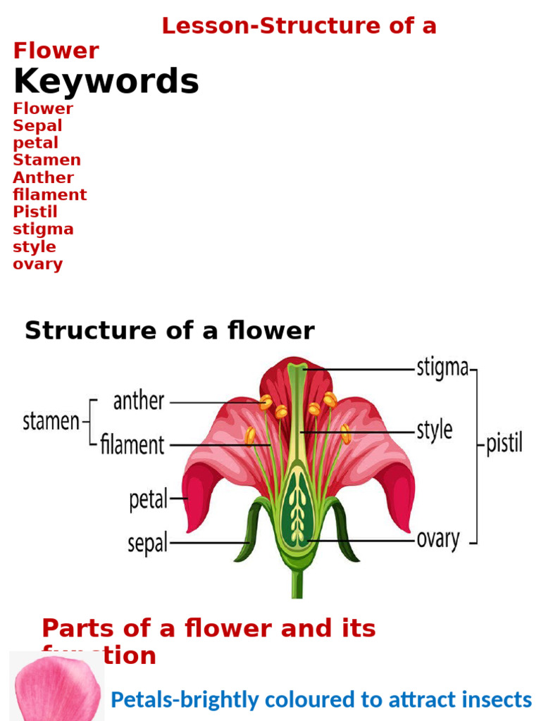Structure and Function of Flower | PDF