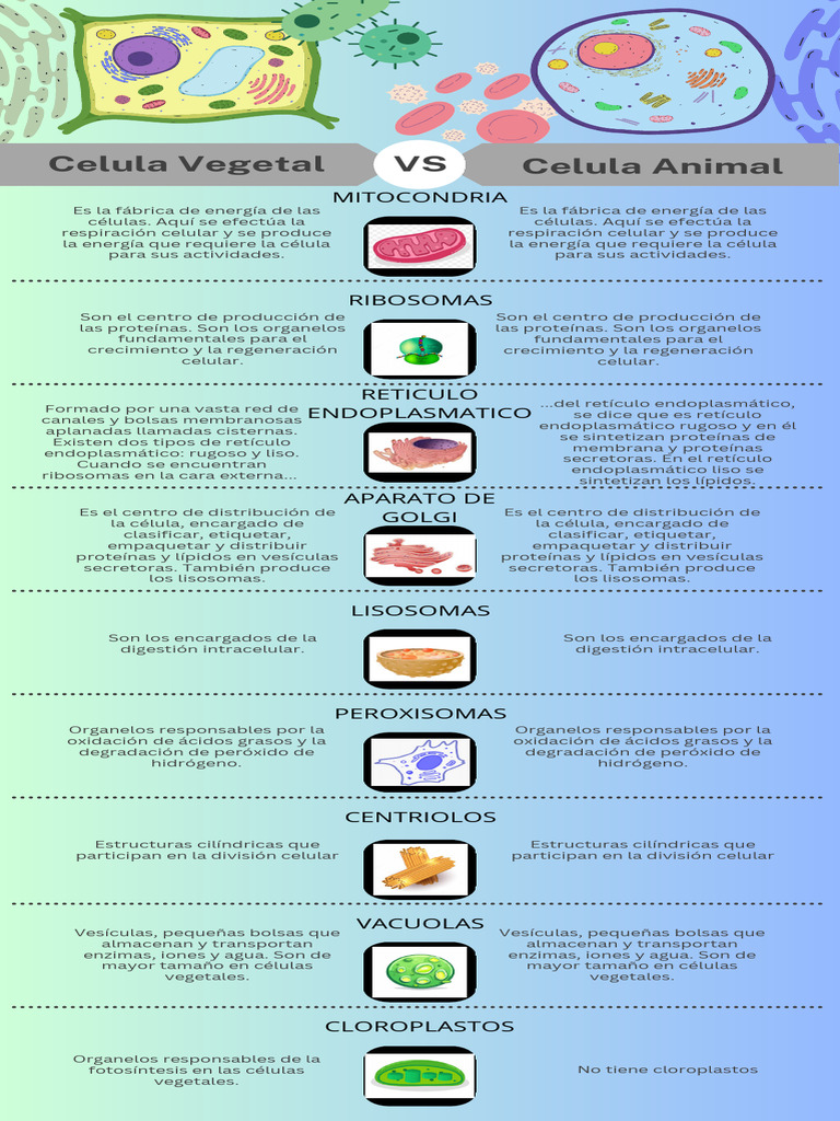 Celula Vegetal y Animal | PDF | Biología Celular) | Retículo endoplásmico