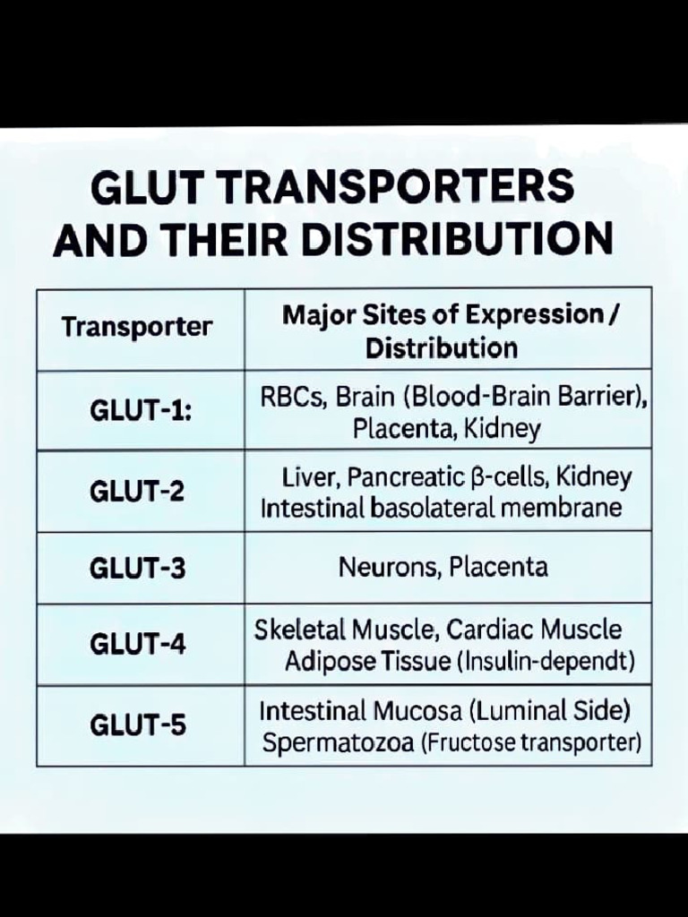 Glut Transporter Biochemistry | PDF