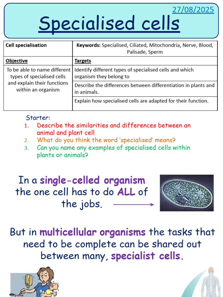 Specialised Cells | PDF | Cellular Differentiation | Stem Cell
