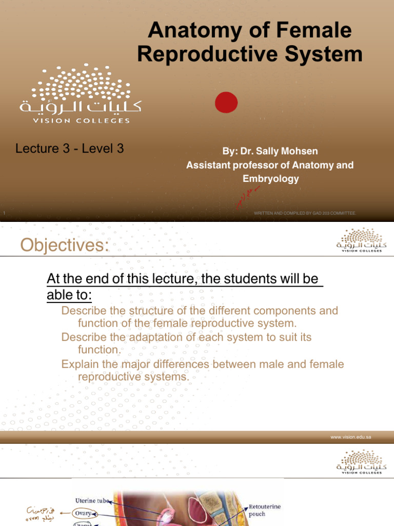 Anatomy of the Female Reproductive System | PDF