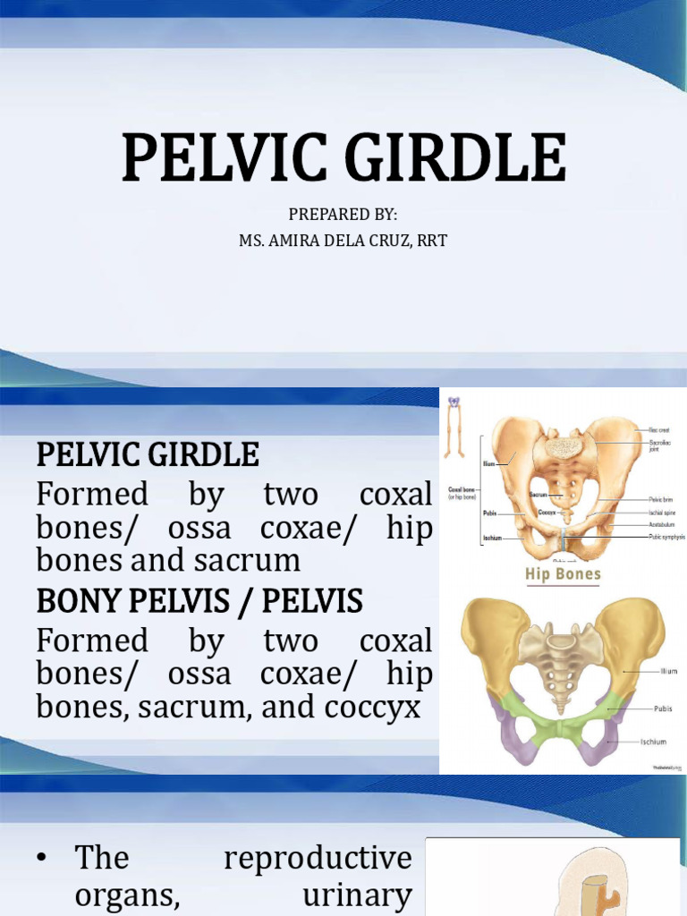 Anatomy of the Pelvic Girdle Explained | PDF | Pelvis | Musculoskeletal ...