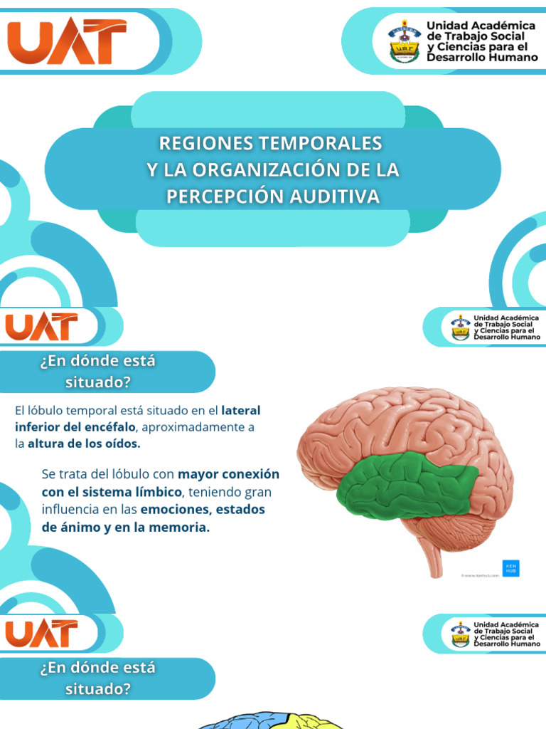 Lóbulo Temporal CAP. IV PDF | PDF | Lóbulo temporal | Escuchando