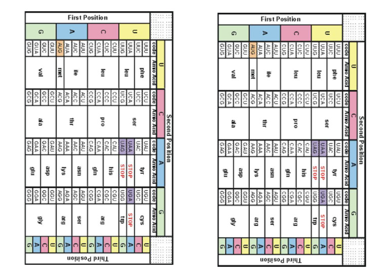 Genetic Code Table | PDF