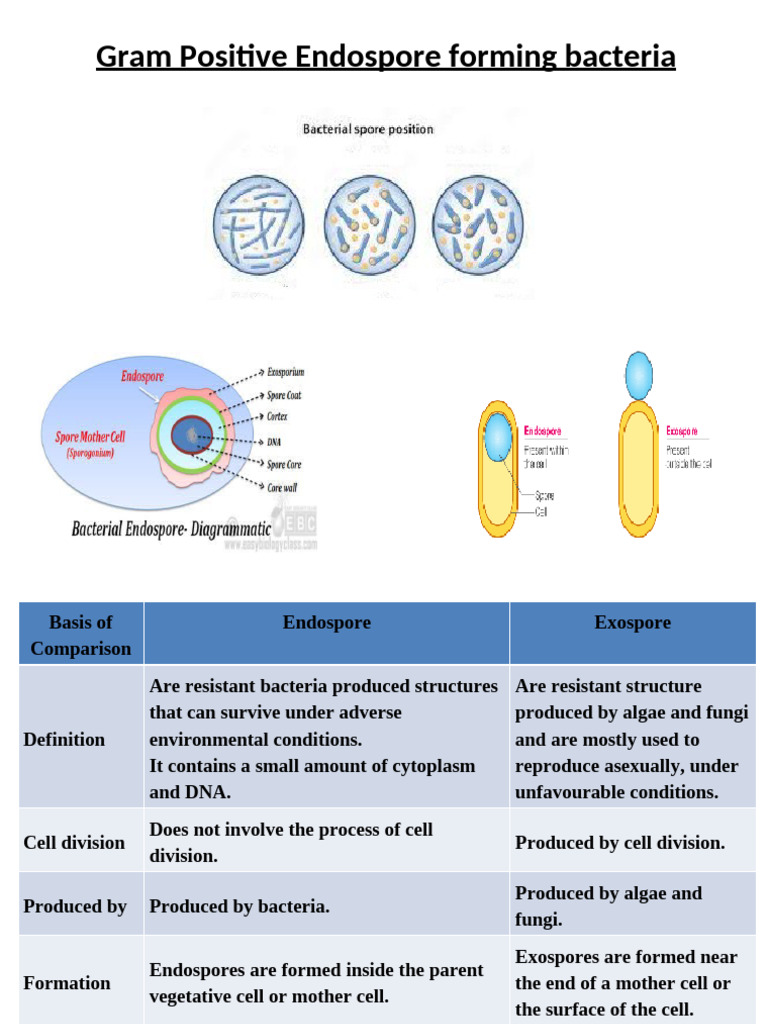 Endospore Forming Bacteria | PDF | Anthrax | Bacillus