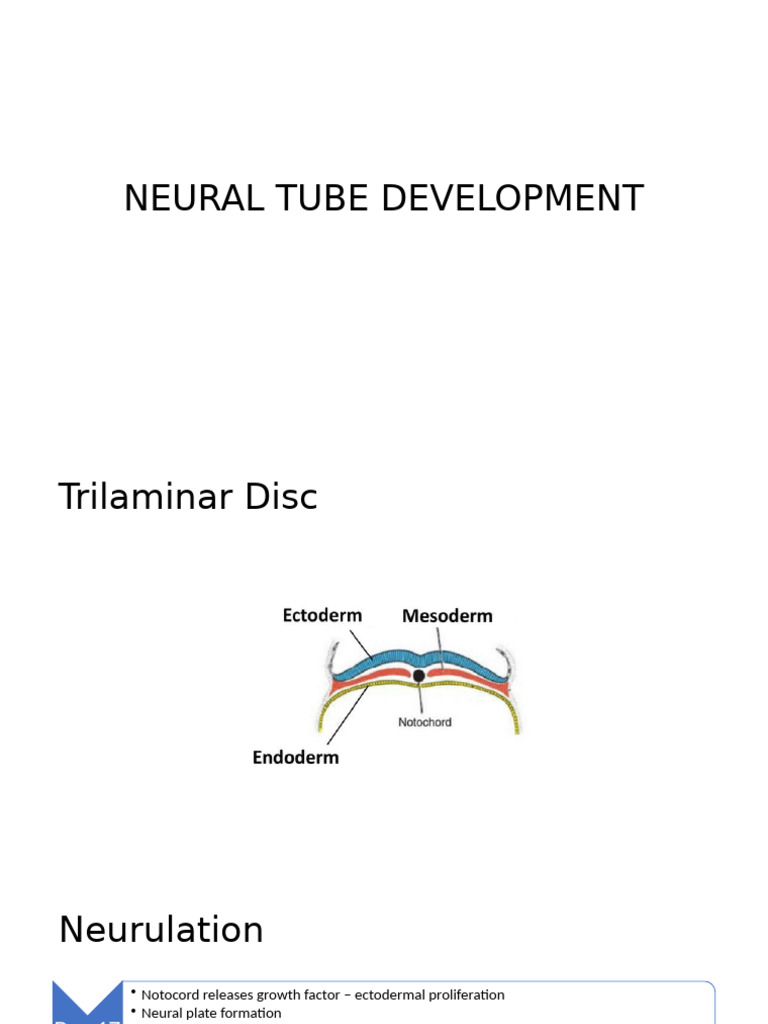 Neural Tube and Cerebrum | PDF | Cerebral Cortex | Parietal Lobe