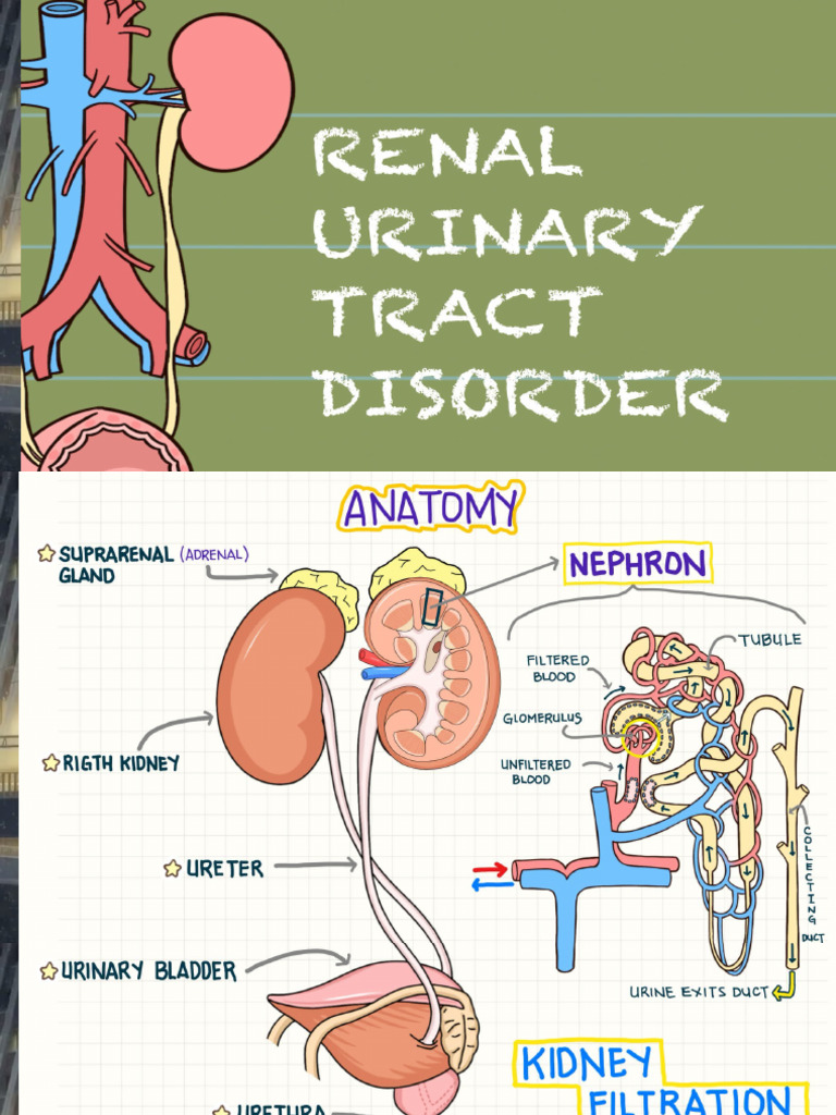 Renal and Urinary Tract | PDF