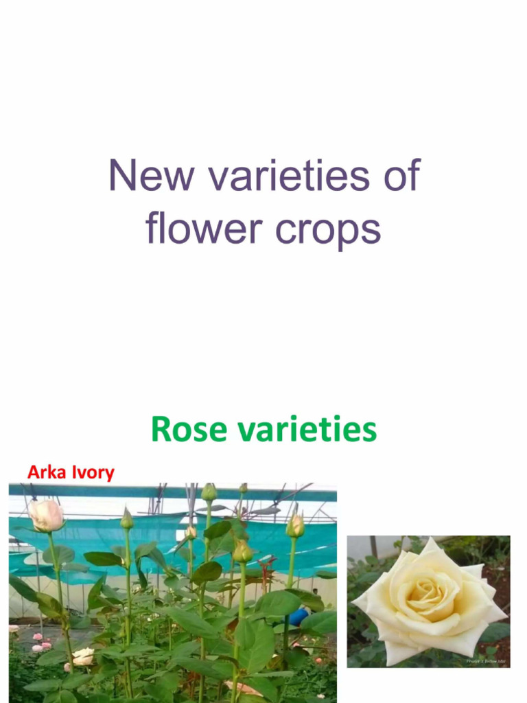 New Flower Varieties | PDF