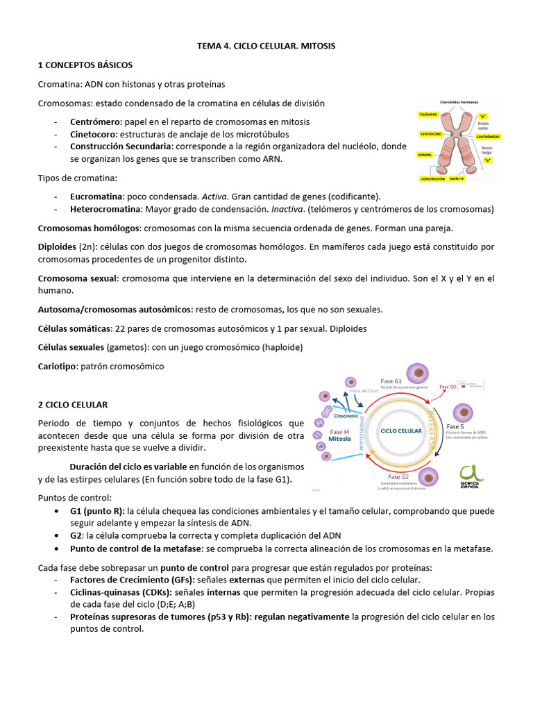 OK T4 - Mitosis | PDF | Mitosis | Cromosoma
