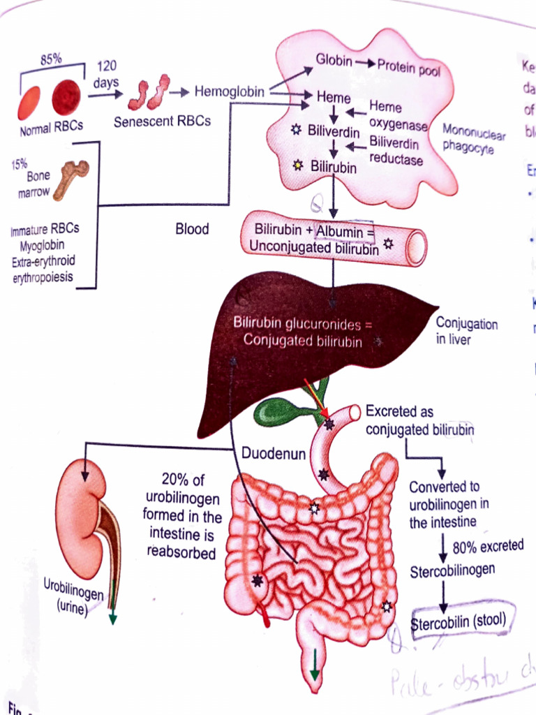 Fate of Hemoglobin in RBC Lifecycle | PDF