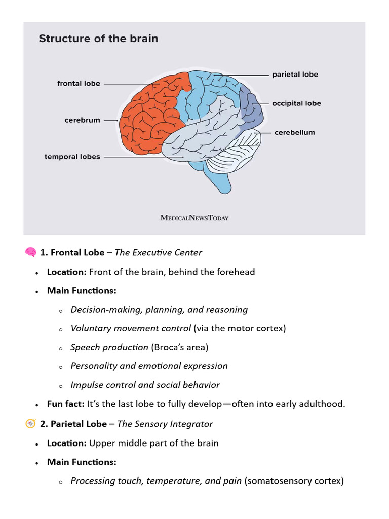 Functions of the Brain's Four Lobes | PDF