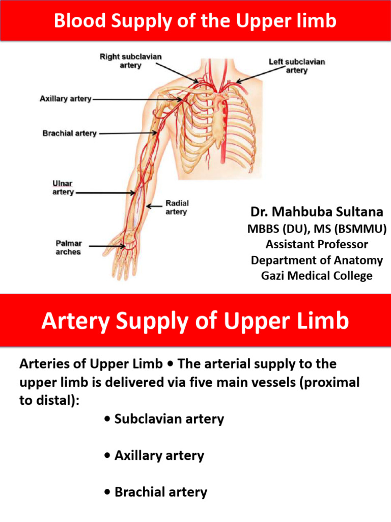 Class Blood Supply of Upper Limb | PDF | Hand | Elbow