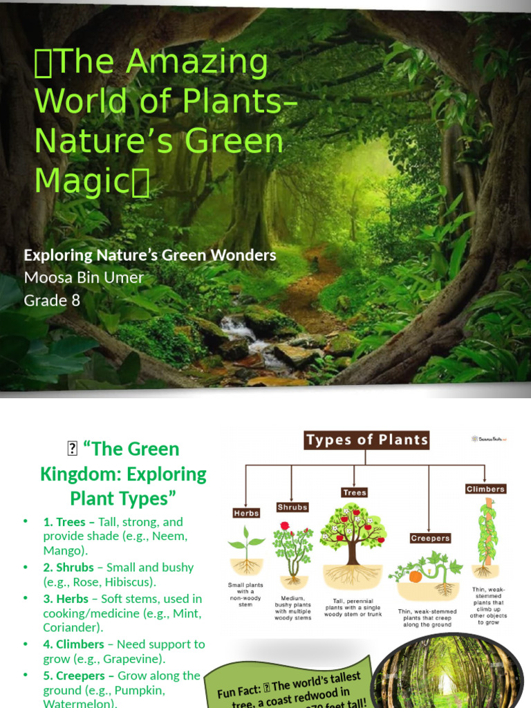 The World of Plants Project | PDF | Plants | Biology