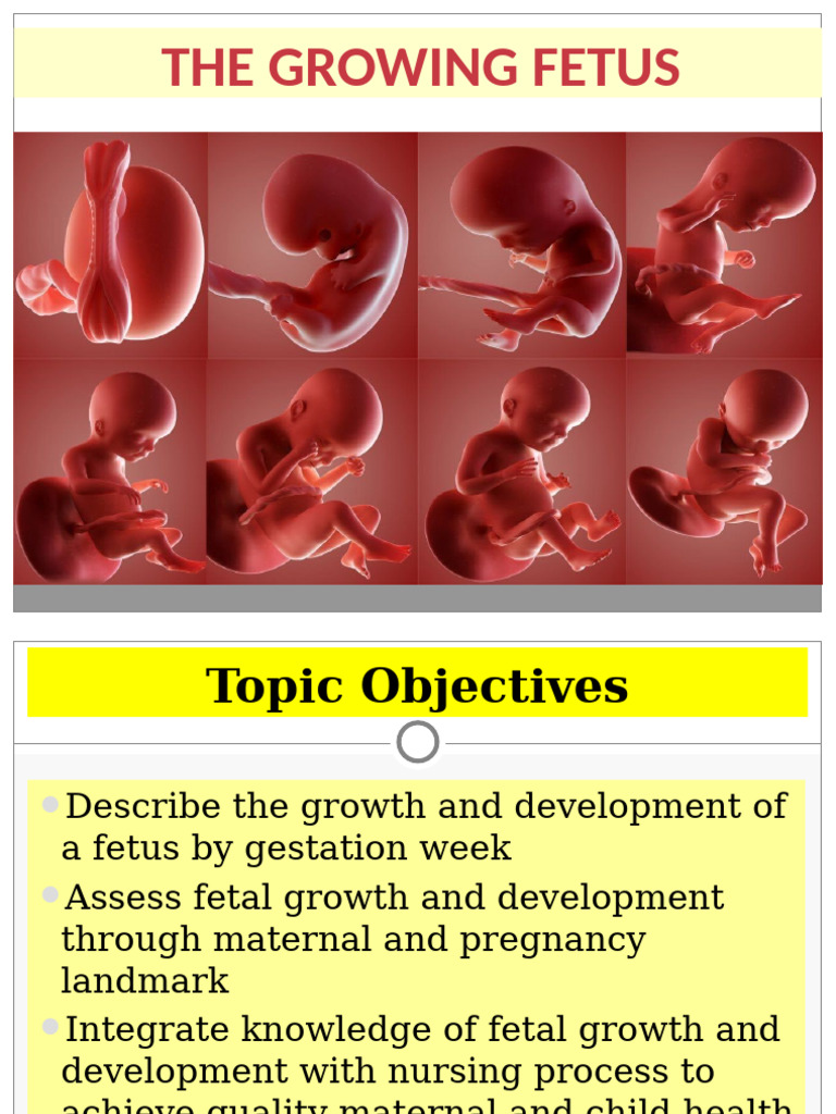 Fetal Growth and Development Overview | PDF | Placenta | Fetus