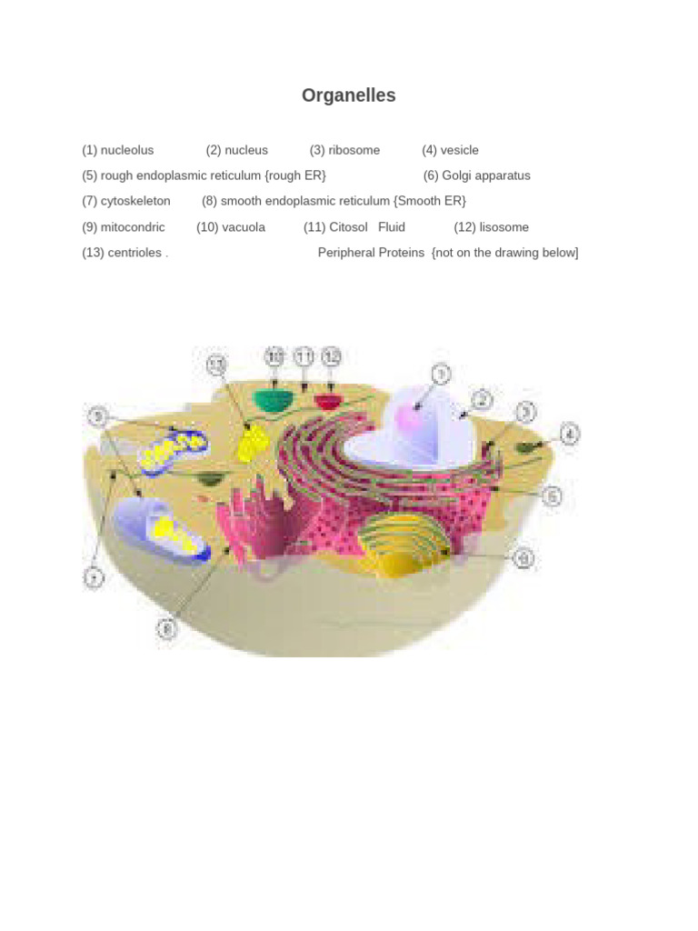 Organelles | PDF