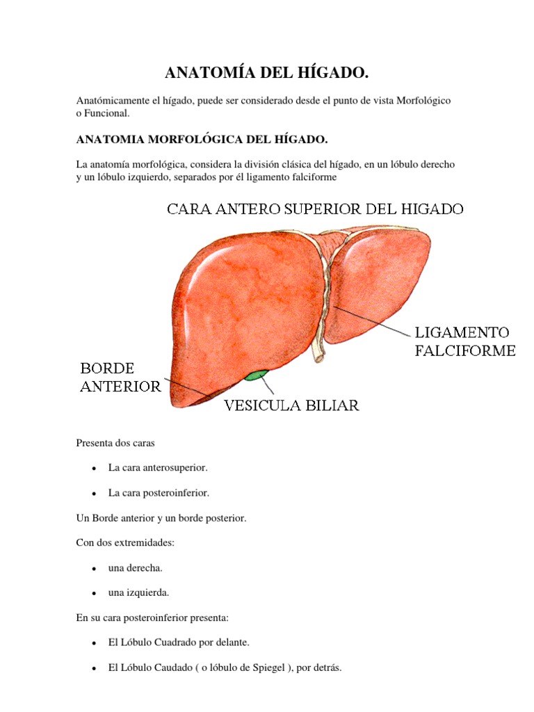 ANATOMÍA DEL HÍGADO