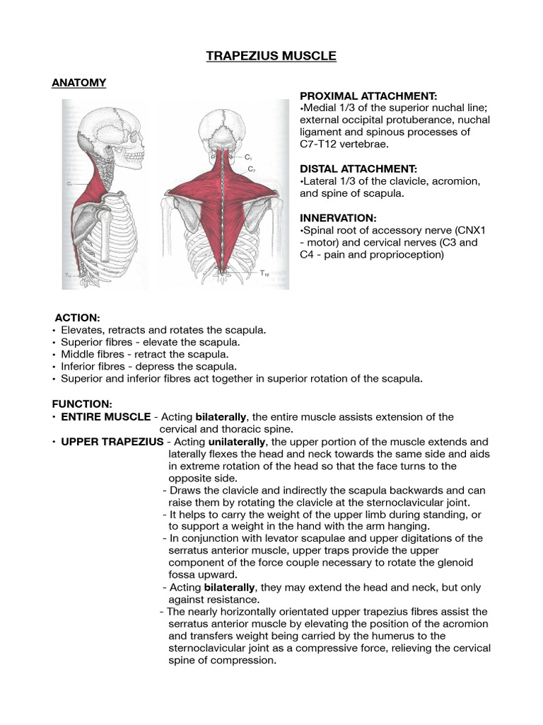 Trapezius Muscle | PDF | Neck | Musculoskeletal System