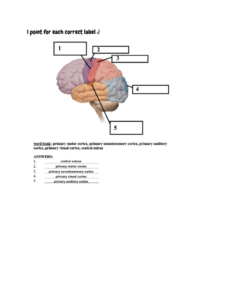 Neuro Labelling Practice Answers | PDF