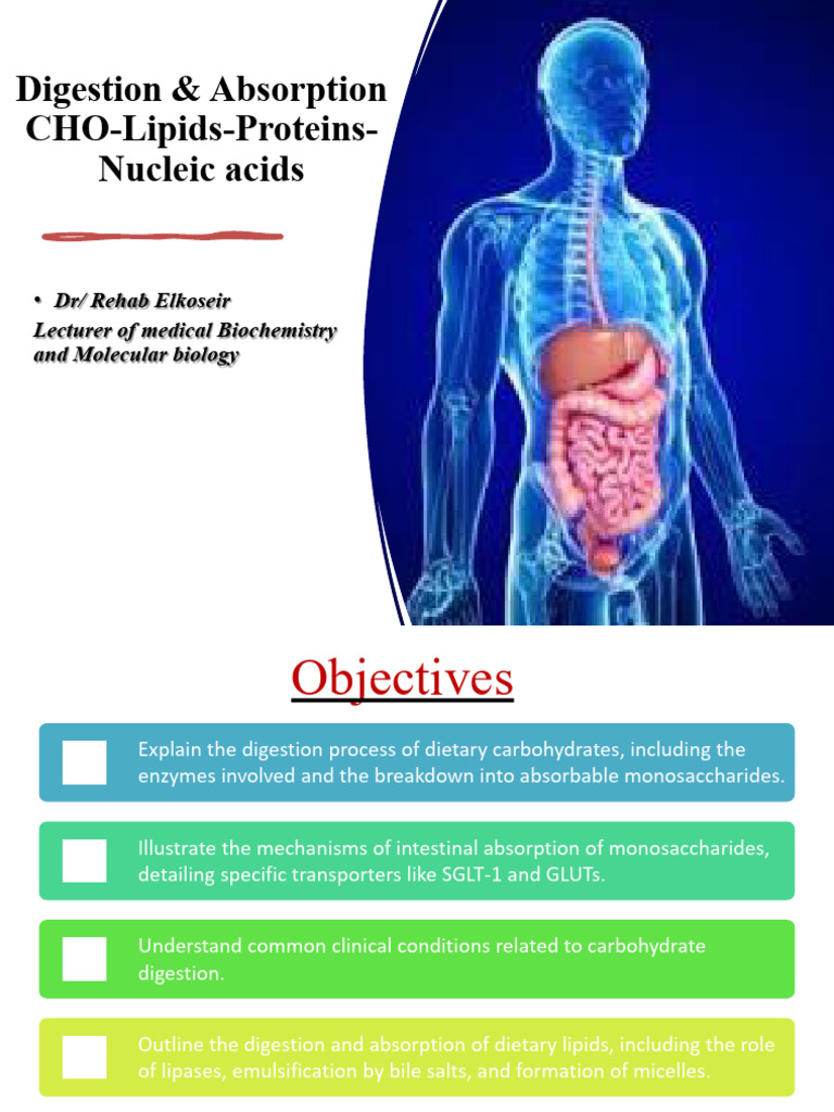 Digestion and Absorption of Nutrients | PDF | Digestion | Small Intestine
