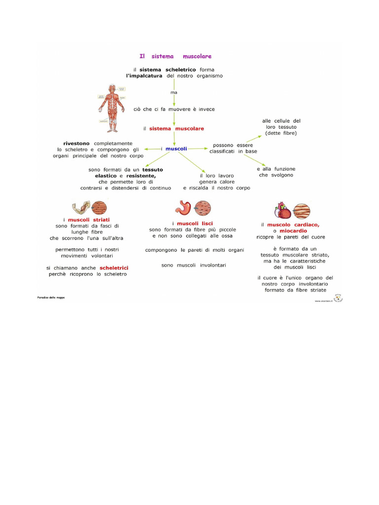 Mappa Sistema Muscolare | PDF