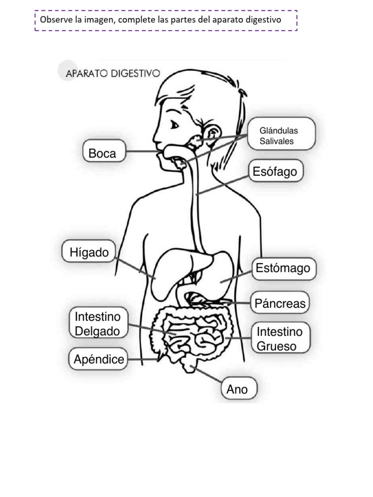 Tarea Aparato Digestivo y Urinario | PDF | Sistema digestivo humano ...