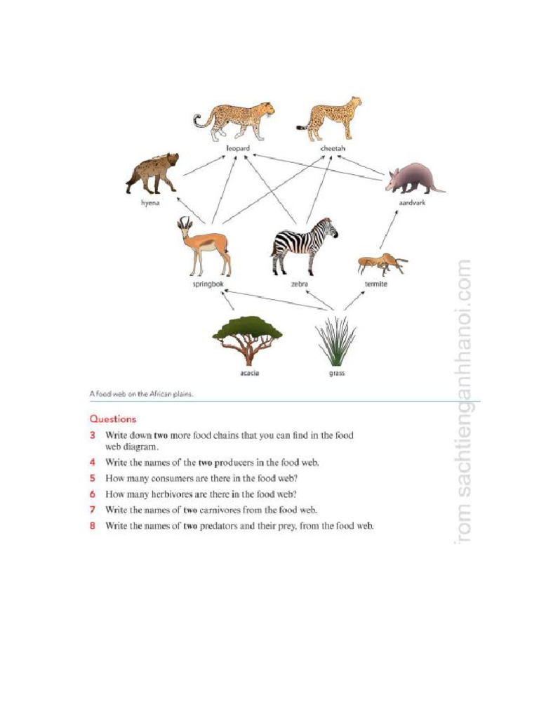 Food Webschains and Decomposers | PDF