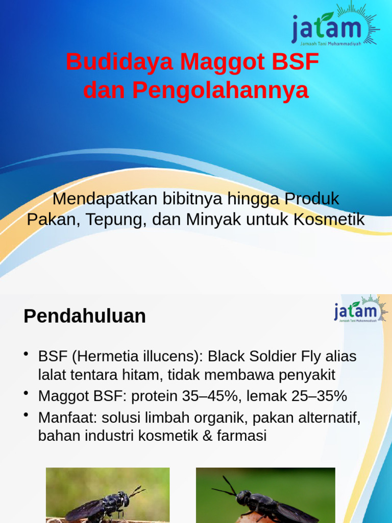 Presentasi Budidaya Maggot BSF | PDF