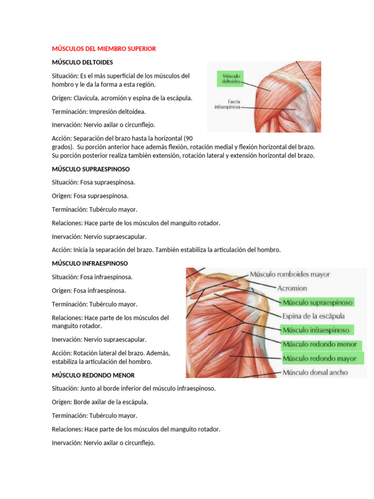 Músculos Del Segundo Parcial | PDF | Mano | Tejido suave
