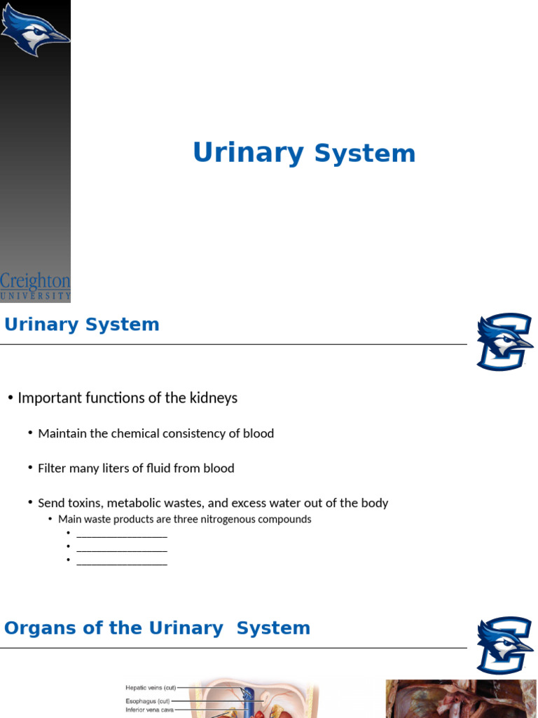 CH 24 - Urinary System - Student | PDF | Kidney | Genitourinary System