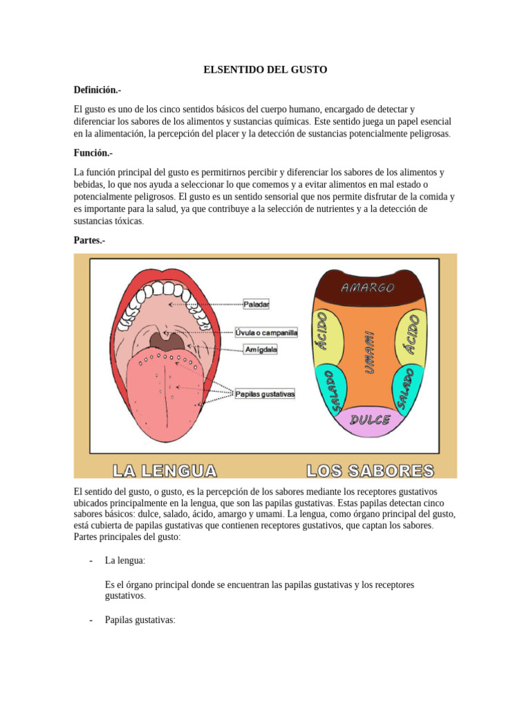 Estructura y funciones del sentido del gusto | PDF | Gusto | Biología