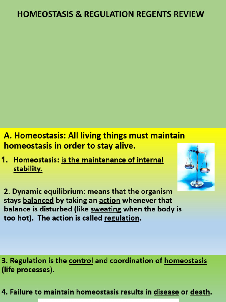 2025 Homeostasis Review | PDF | Homeostasis | Immune System