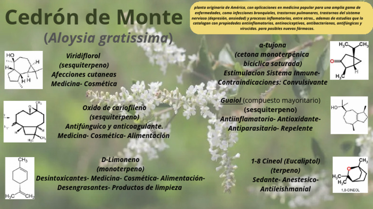 Cedrón de Monte | PDF